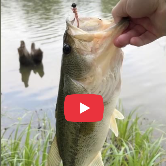 Summertime Dragon Slayer Dragonfly Fishing – Moondog Bait Co