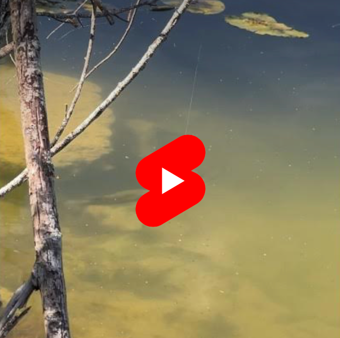 Watch this Dragon Slayer get GULPED! – Moondog Bait Co